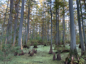 Cache River State Natural Area