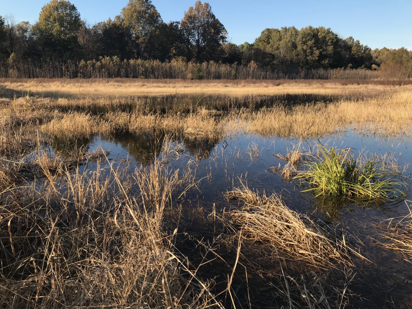 Mermet Lake State Fish and Wildlife Area