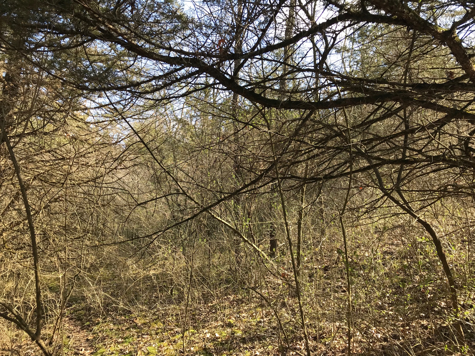 Hunt Illinois