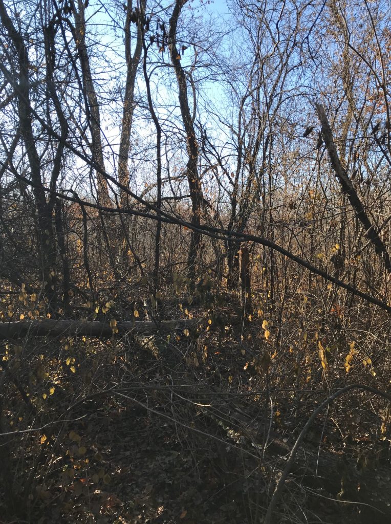 Rockton Bog State Natural Area