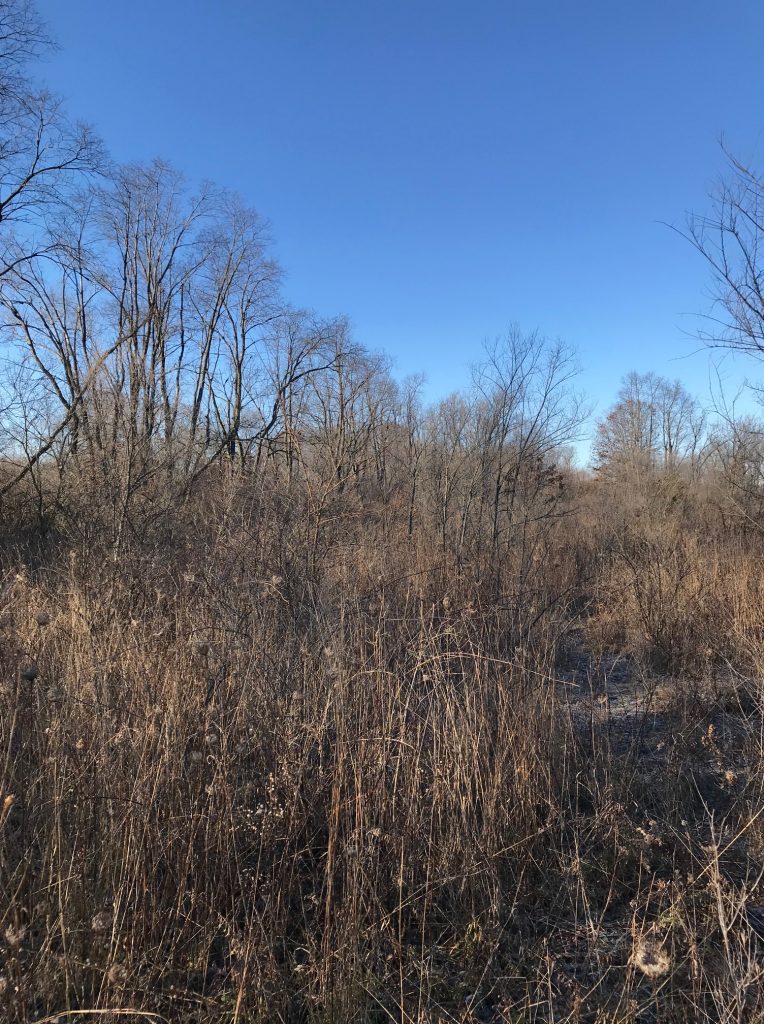 Rockton Bog State Natural Area