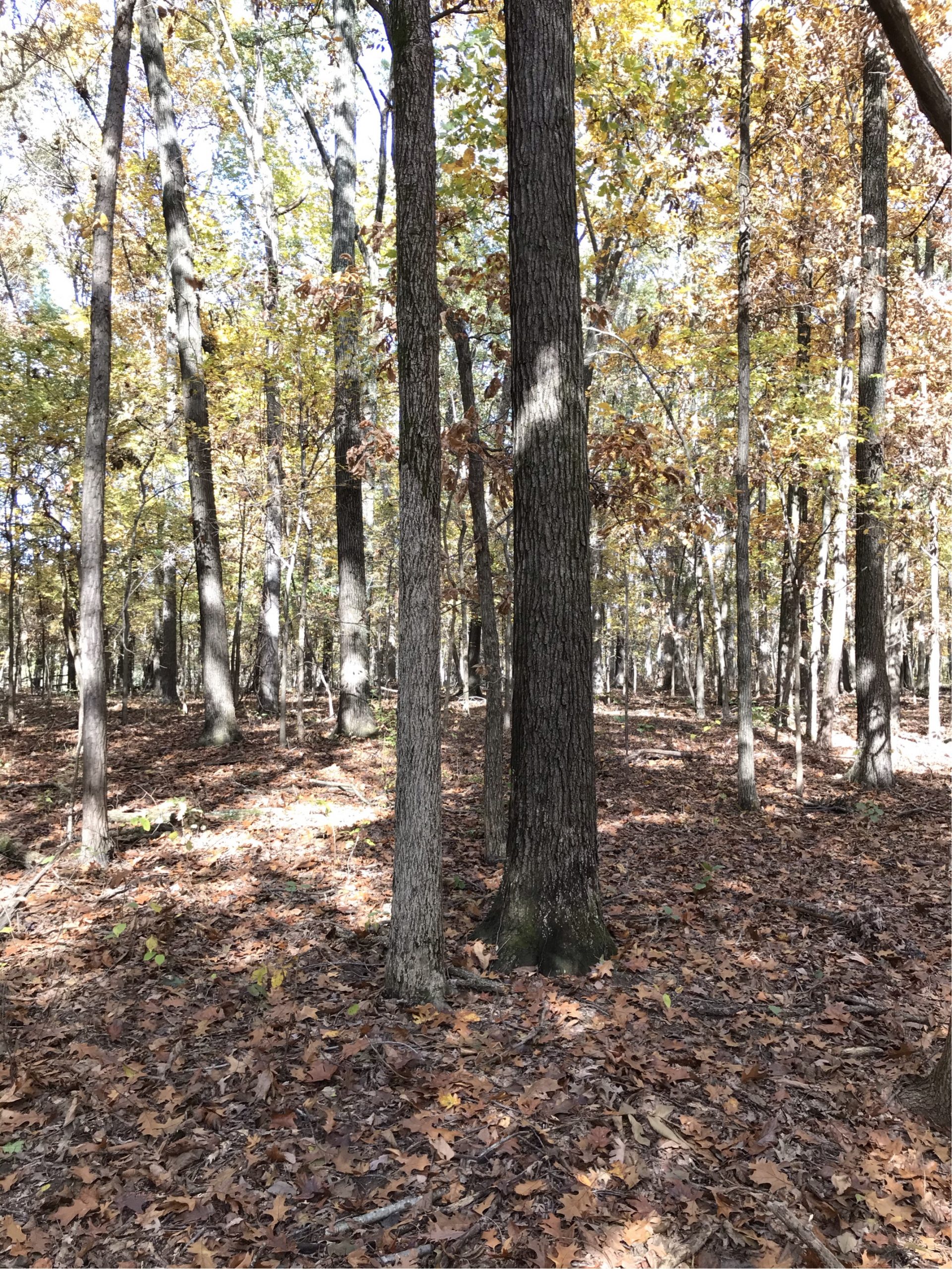 Rend Lake State Fish and Wildlife Area