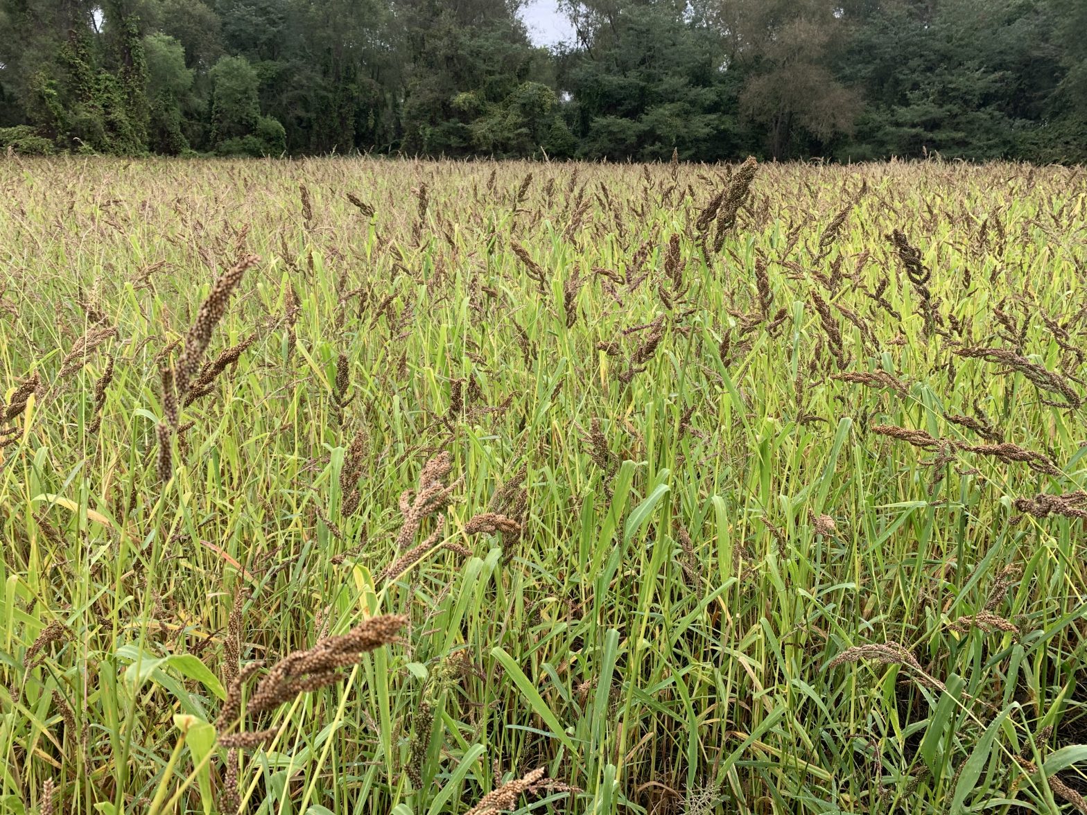 Mermet Lake State Fish and Wildlife Area
