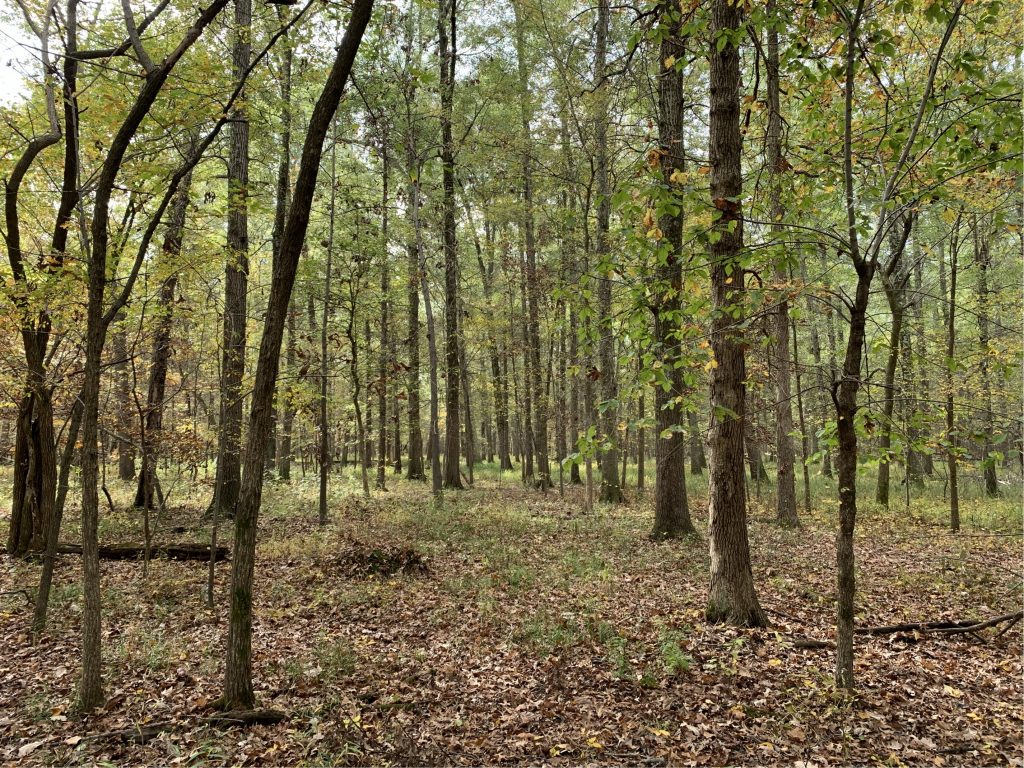 Mermet Lake State Fish and Wildlife Area
