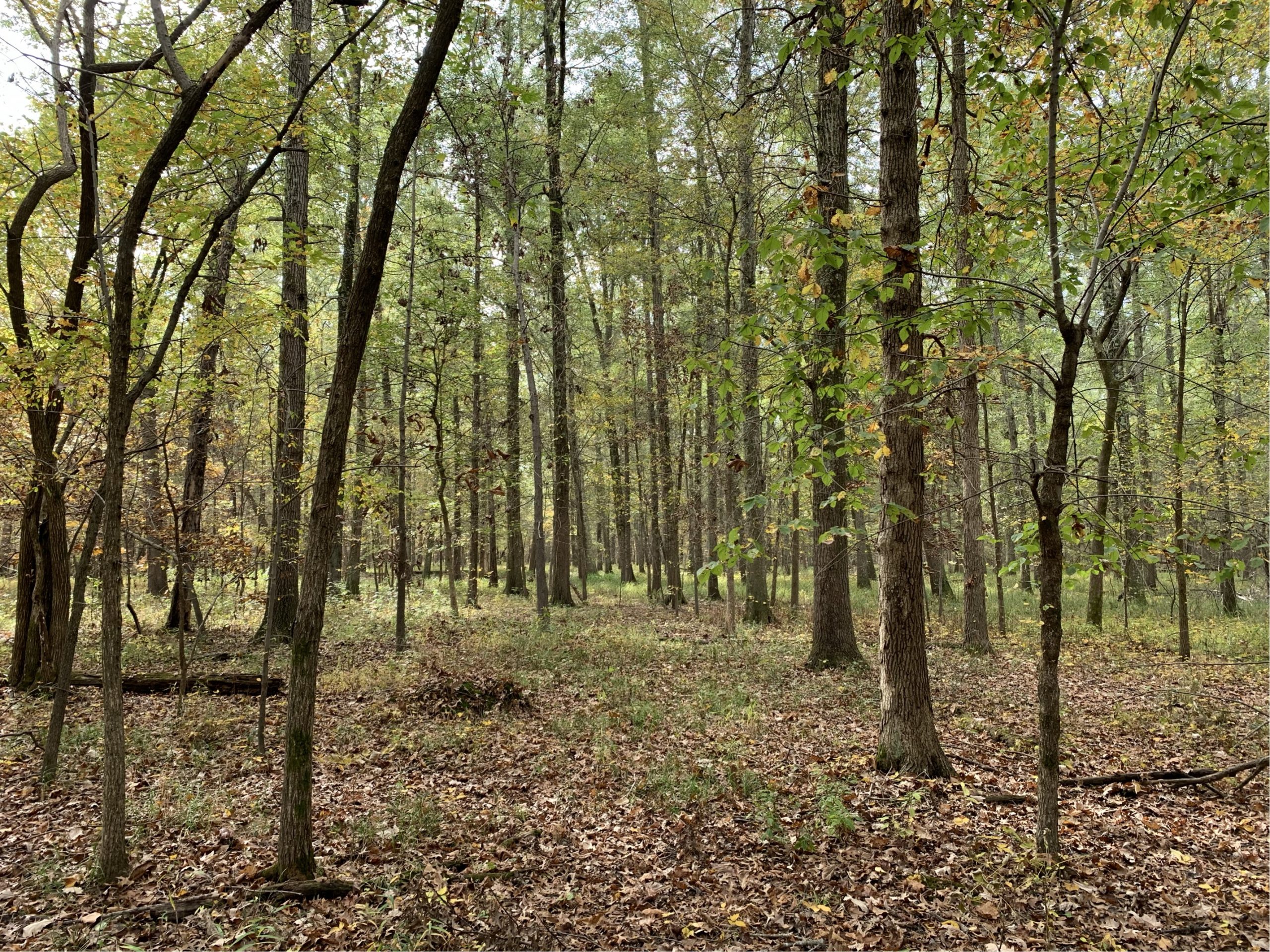 Hunt Illinois